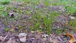 Gras renoveren en inzaaien in 5 stappen – Best Groen