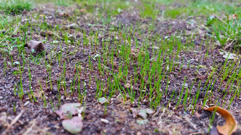 Gras renoveren en inzaaien in 5 stappen – Best Groen